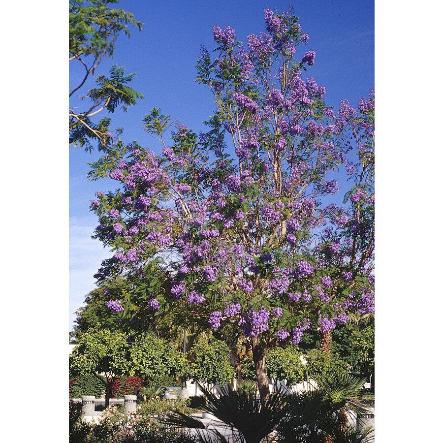 3.25-Gallon Purple Jacaranda Tree in Pot (With Soil) (L3971) at Lowes.com
