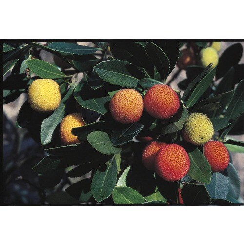 Marina Strawberry Tree (LW02095) at Lowes.com