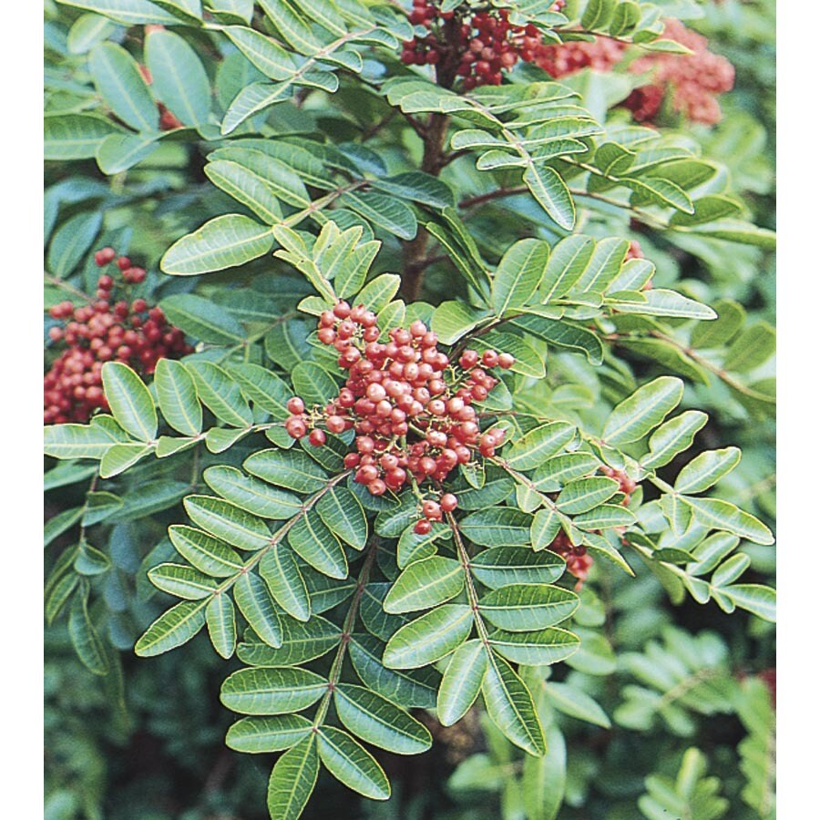 10.25-Gallon White Brazilian Pepper Shade Tree (L9430) at Lowes.com