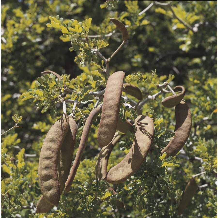 10.25-Gallon Multicolor Ebony Blackbead Flowering Tree (L14929) in the ...