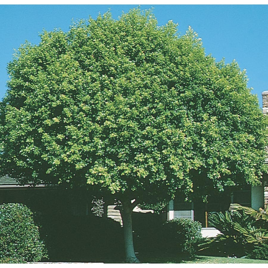 3.43-Gallon Indian Laurel Tree (L14192) at Lowes.com
