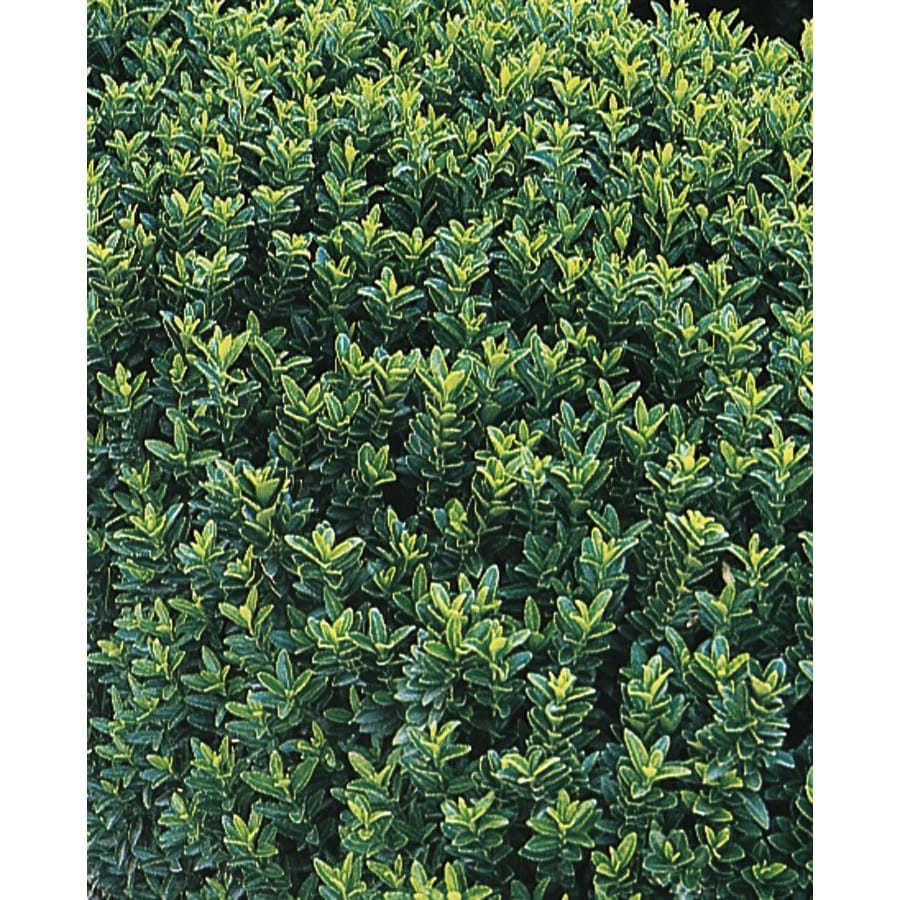 Dwarf Green Euonymus Accent Shrub in Pot (With Soil) (L7388) at Lowes.com