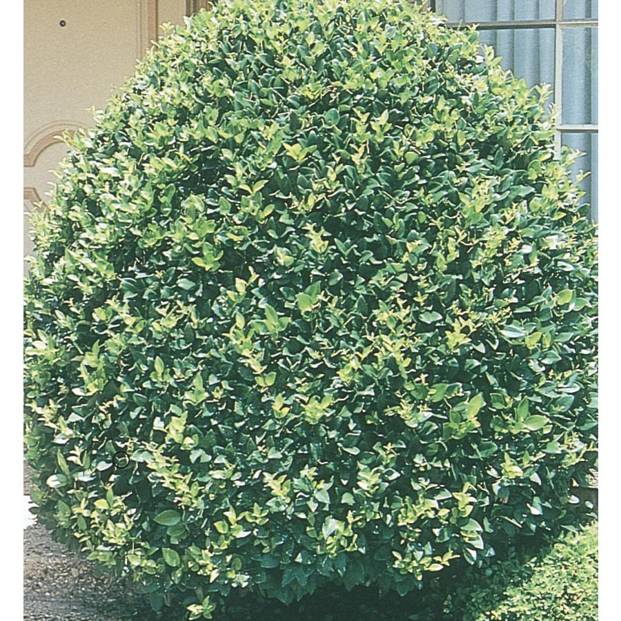 White Pyramid Waxleaf Ligustrum Feature Shrub in Pot (With Soil) (L7160 ...