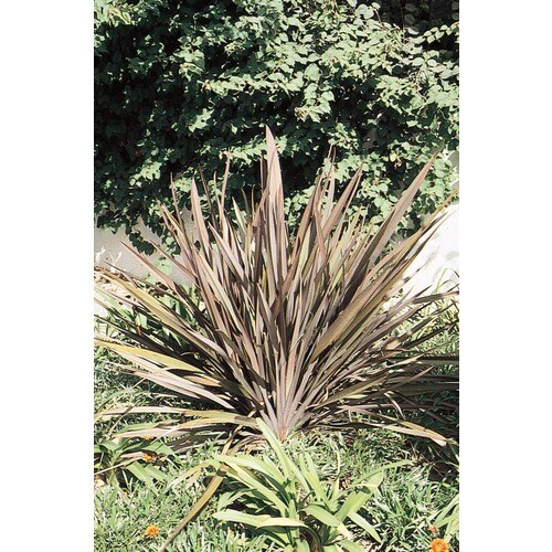 3.43-Gallon New Zealand Flax (L11837) at Lowes.com