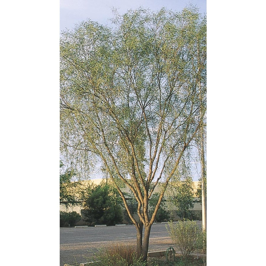 3.43-Gallon Yellow Willow Acacia Feature Tree in Pot (With Soil) (L7642 ...