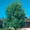 3.43-Gallon White Shamel Ash Shade Tree in Pot (With Soil) (L6314) at ...