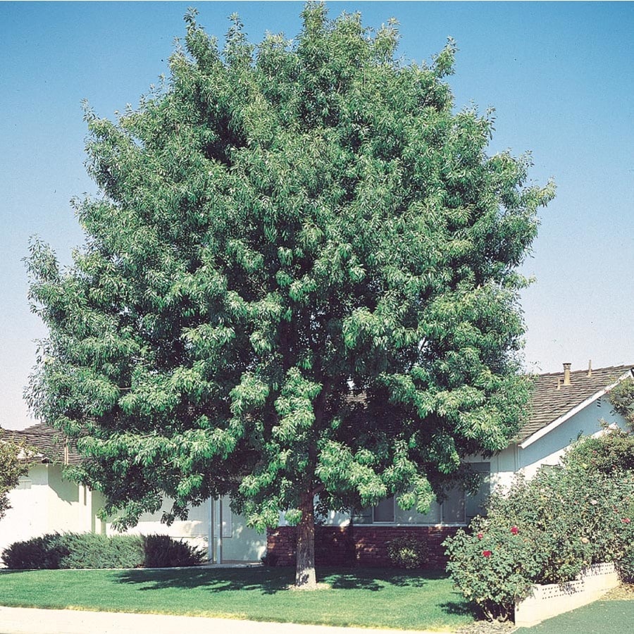 3.43-Gallon White Fan-Tex Ash Shade Tree in Pot (With Soil) (L1051) at ...