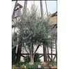 3.43-Gallon European Olive Feature Tree (L14921) at Lowes.com