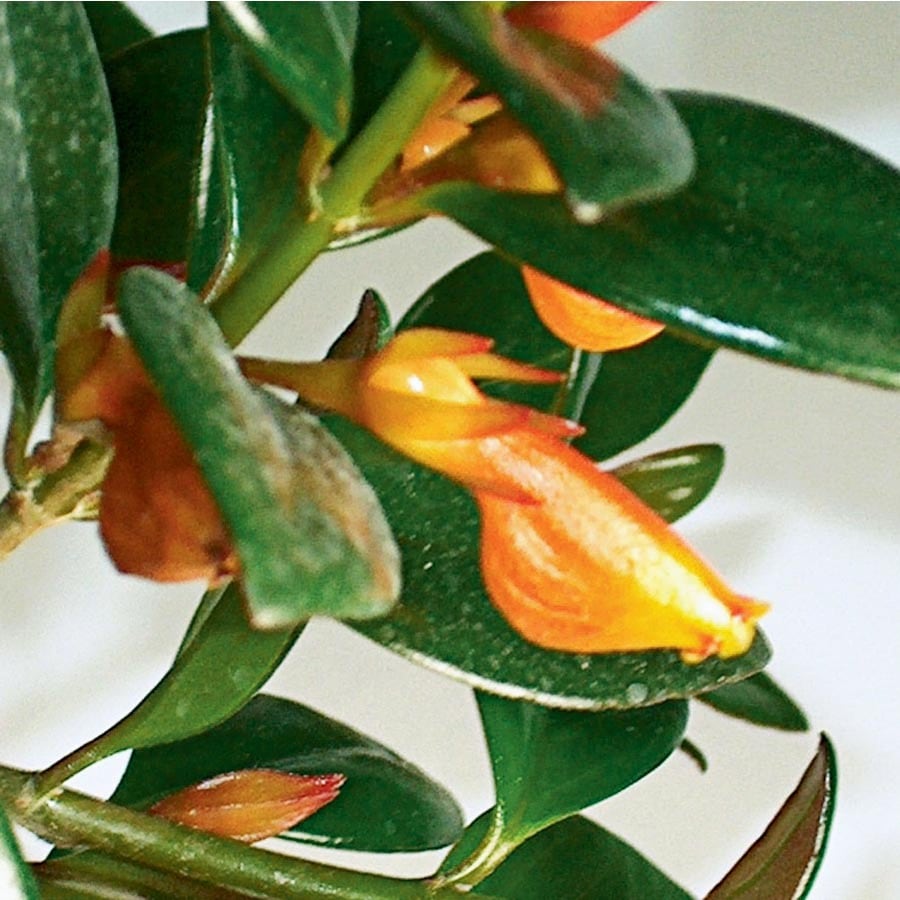 In Goldfish Plant (Ltl0076) at Lowes.com