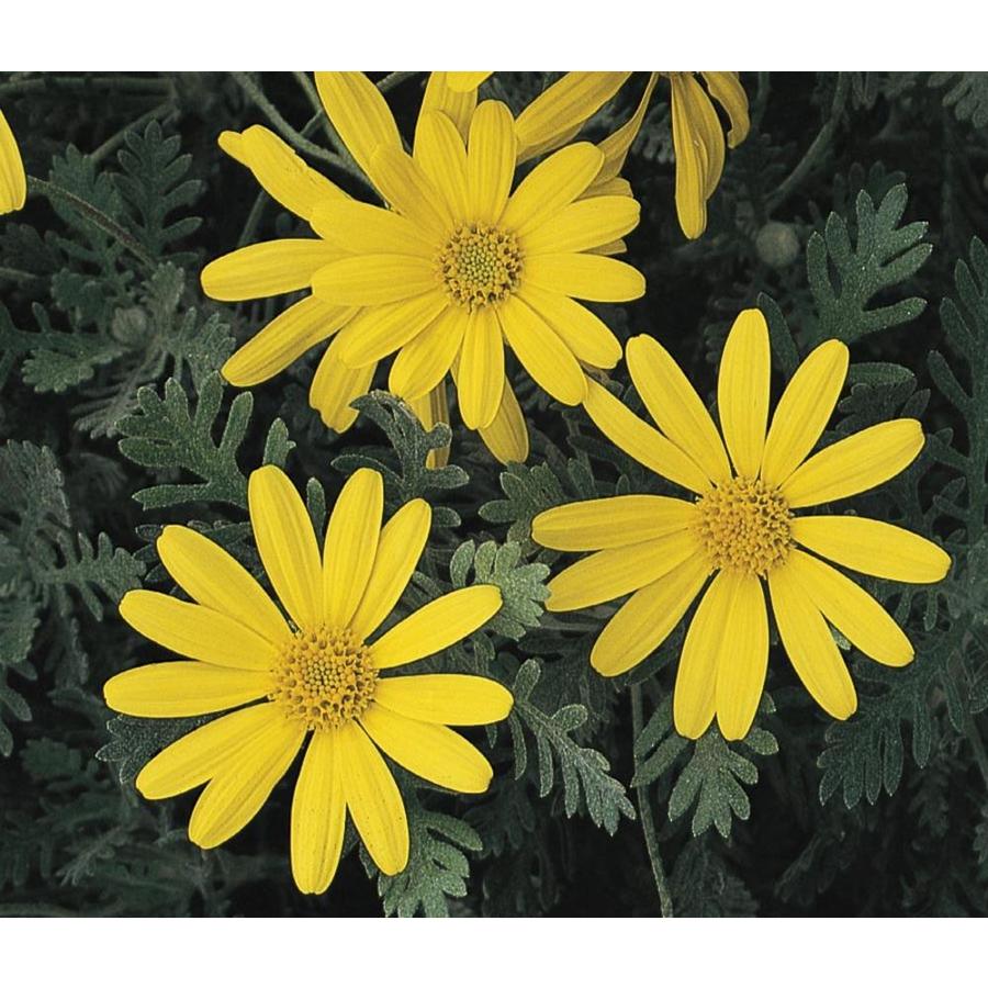 3.25-Gallon Yellow Bush Daisy in Pot (L10442) at Lowes.com