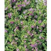 2.5-Quart Purple Mexican Heather in Pot (L7071) at Lowes.com