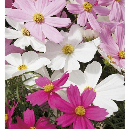 2.5-Quart Multicolor Cosmos in Pot (Lbp001) at Lowes.com