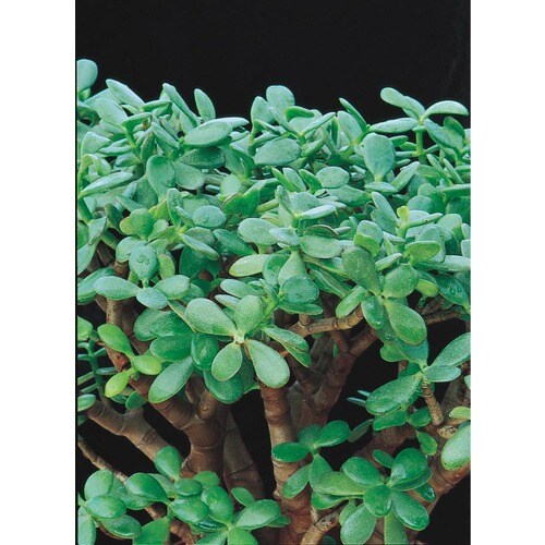 Pink Jade Plant Shrub (Lw03223) at Lowes.com