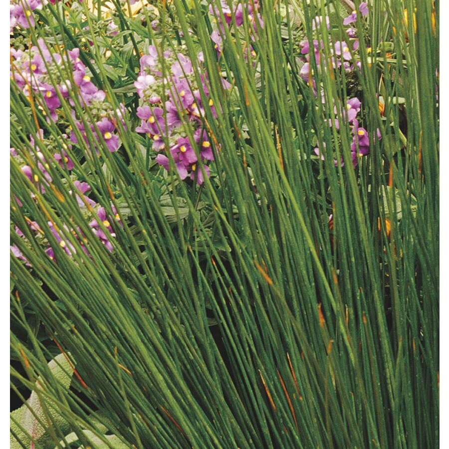 Juncus Effusus in (Lw03996) at Lowes.com