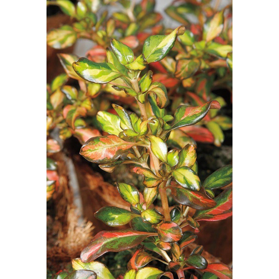 Tricolor Mirror Plant Accent Shrub in Pot (With Soil) (L22813) at Lowes.com