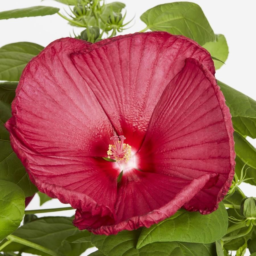 2.5-Gallon Hibiscus in Pot (L20949hp) in the Tropical Plants department ...