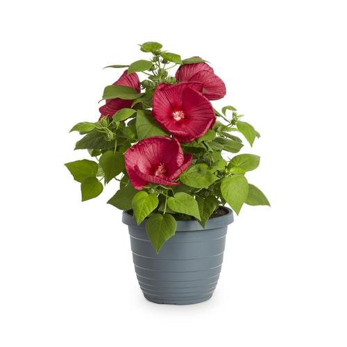 2.5-Gallon in Pot Hibiscus (L20949hp) at Lowes.com