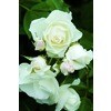 2.58-Gallon in Pot White Iceberg Rose (L3699) at Lowes.com