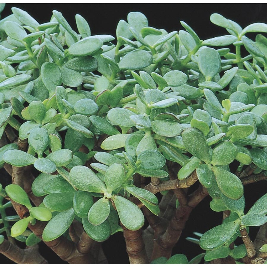 Pink Jade Plant Feature Shrub in Pot (With Soil) (LW03223) at Lowes.com