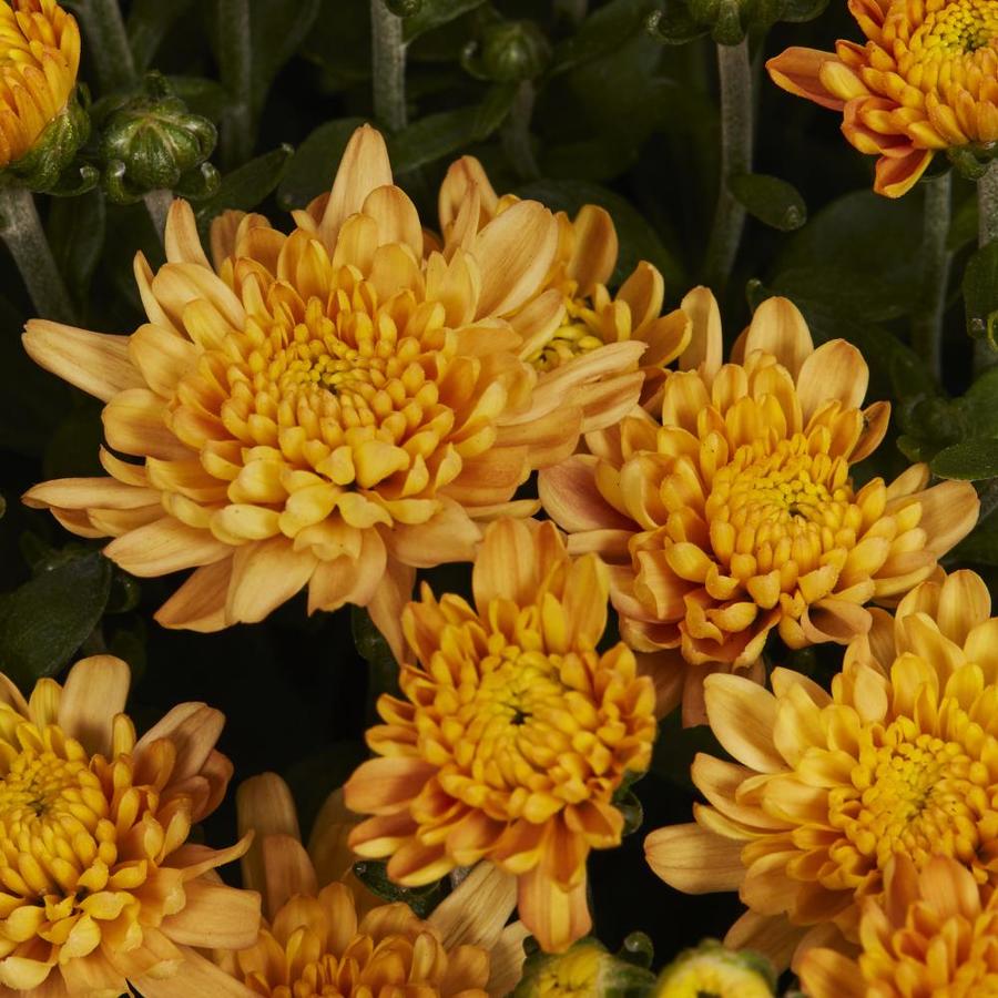 1.5-Gallon Orange Mum in Hanging Basket (L17859) in the Annuals ...