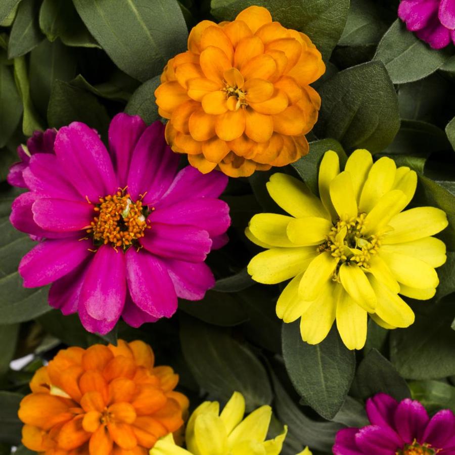 1.15-Gallon Multicolor Mixed Annuals Combinations in Planter in the ...