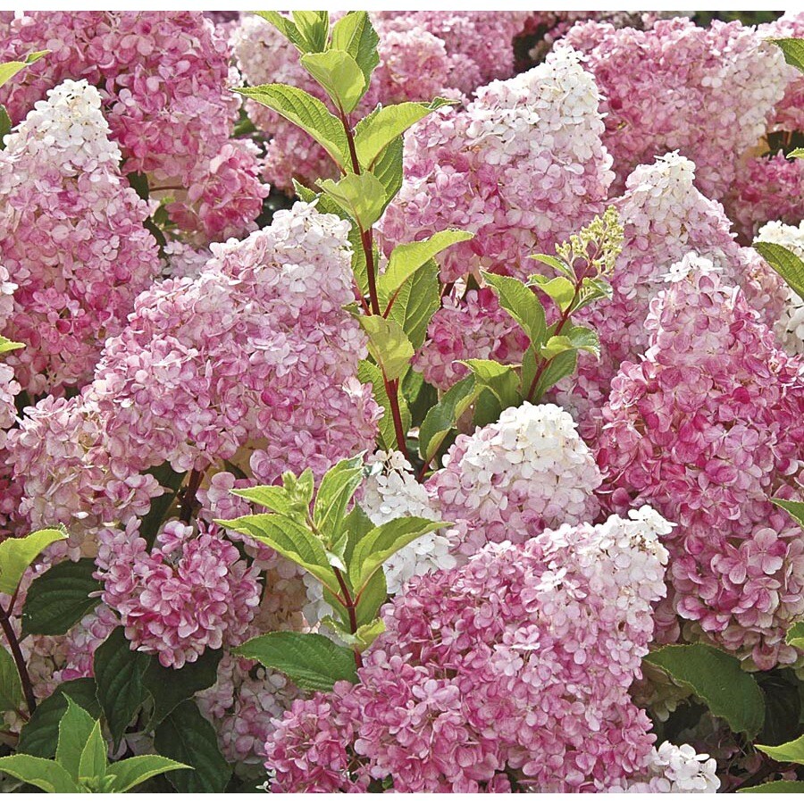 1-Gallon Bicolor Vanilla Strawberry Hydrangea Flowering Shrub (L24814 ...