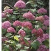 3-Gallon Pink Bella Anna Hydrangea Flowering Shrub in Pot (L24812) at ...