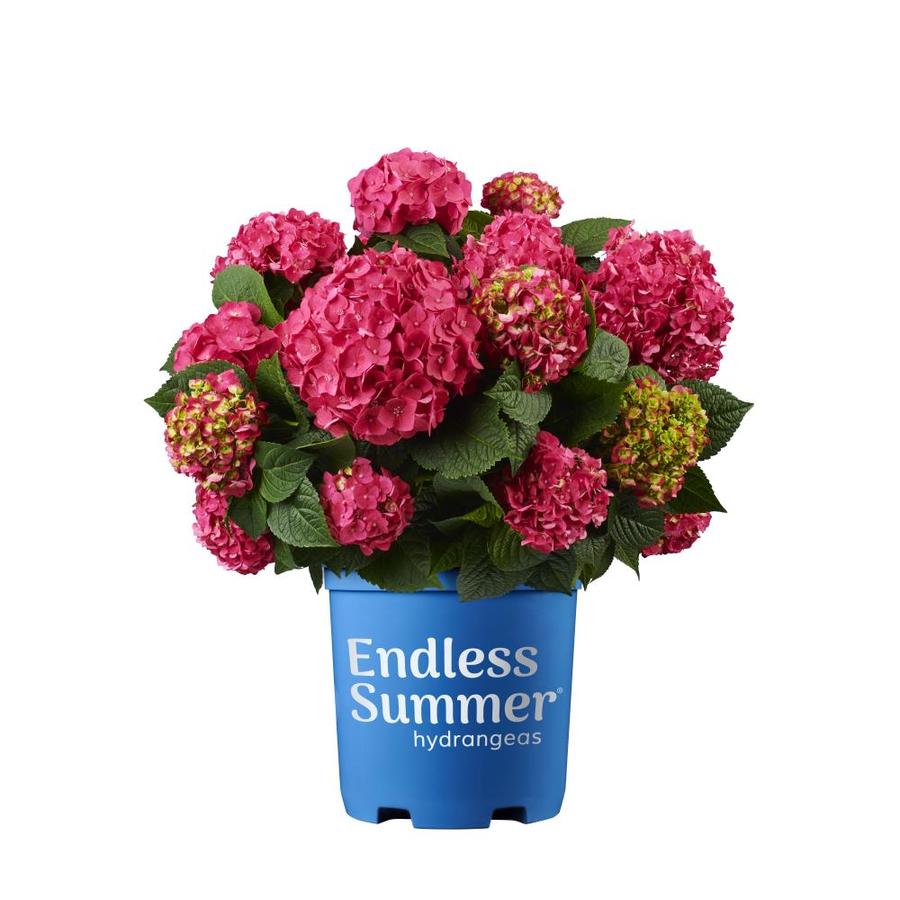 2-Gallon Multicolor Hydrangea Summer Crush Flowering Shrub in Pot at ...