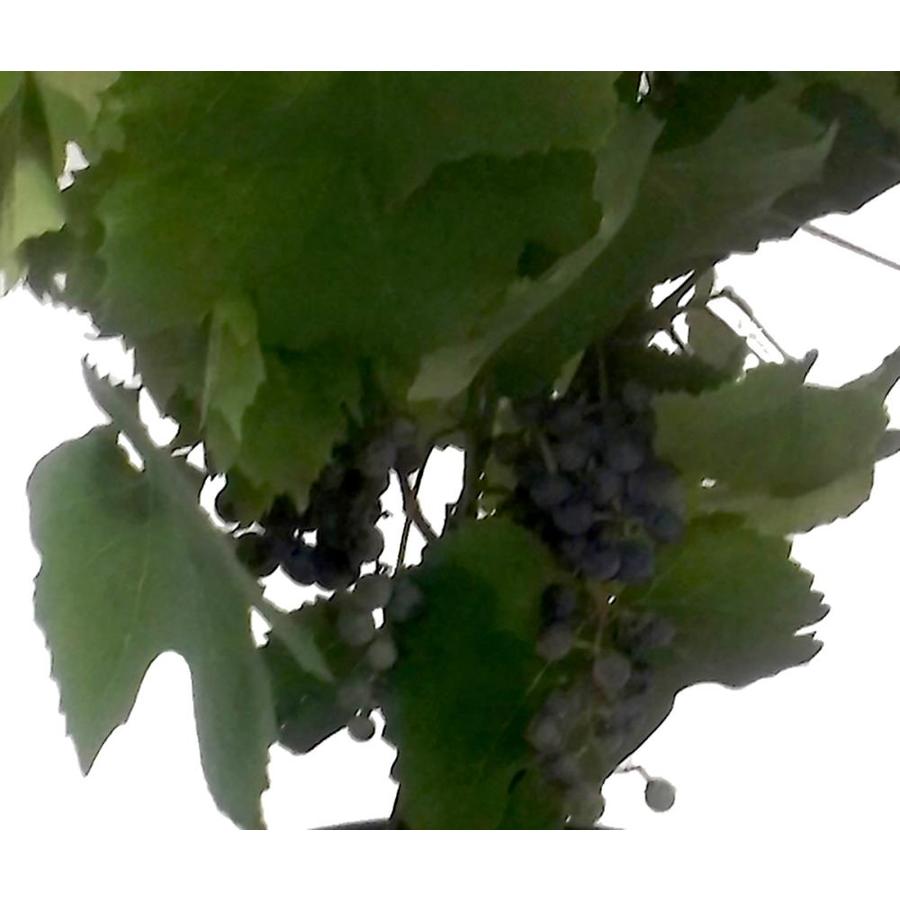 1-Gallon Vitis Labrusca (L5992) at Lowes.com