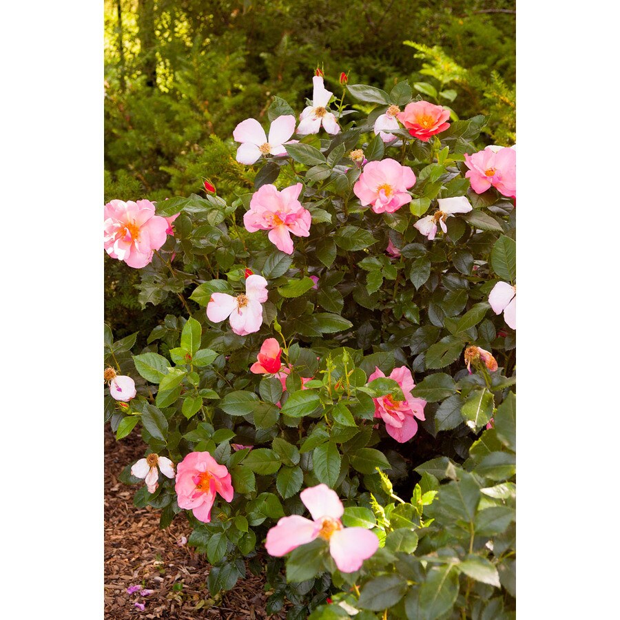 Easy Elegance 1.5-Gallon Bronze Rose Accent Shrub in Pot at Lowes.com