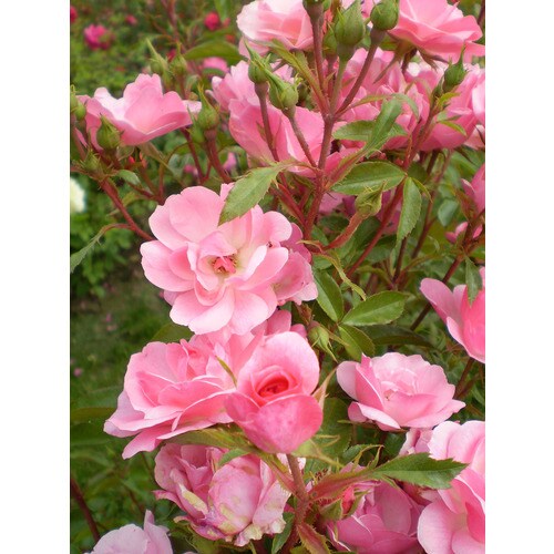 Easy Elegance 16 Gallon Pink Rose Accent Shrub In Pot In The Shrubs Department At