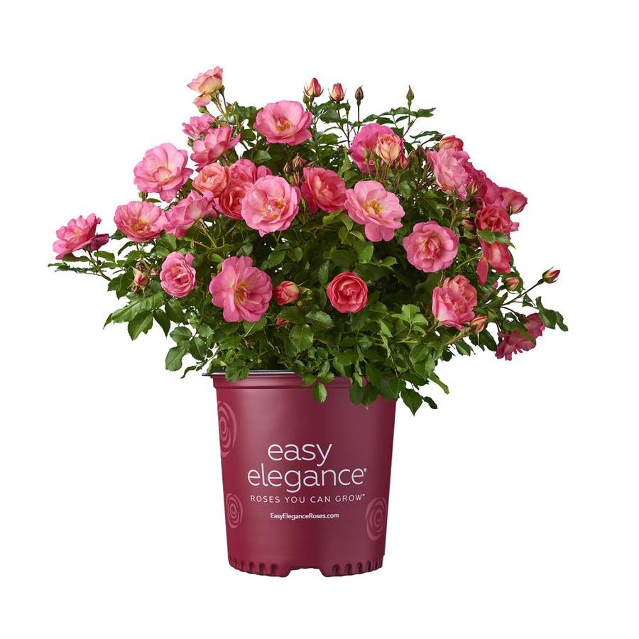 Easy Elegance 2-Gallon Pink Shrub Rose Flowering Shrub in Pot in the ...