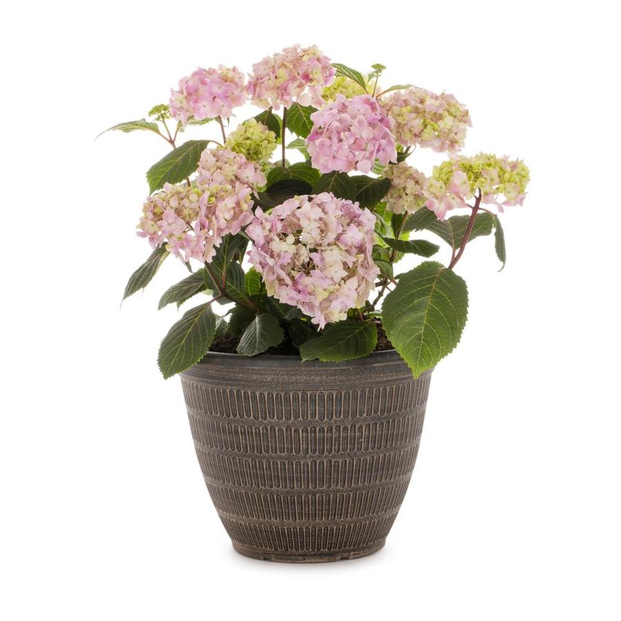 2.25-Gallon Multicolor Hydrangea Flowering Shrub in Pot (L6357) at ...