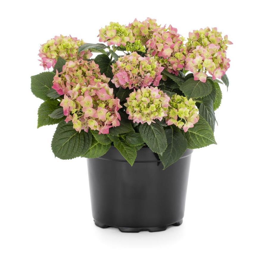 3-Quart Multicolor Hydrangea Flowering Shrub in Pot (L6357) at Lowes.com