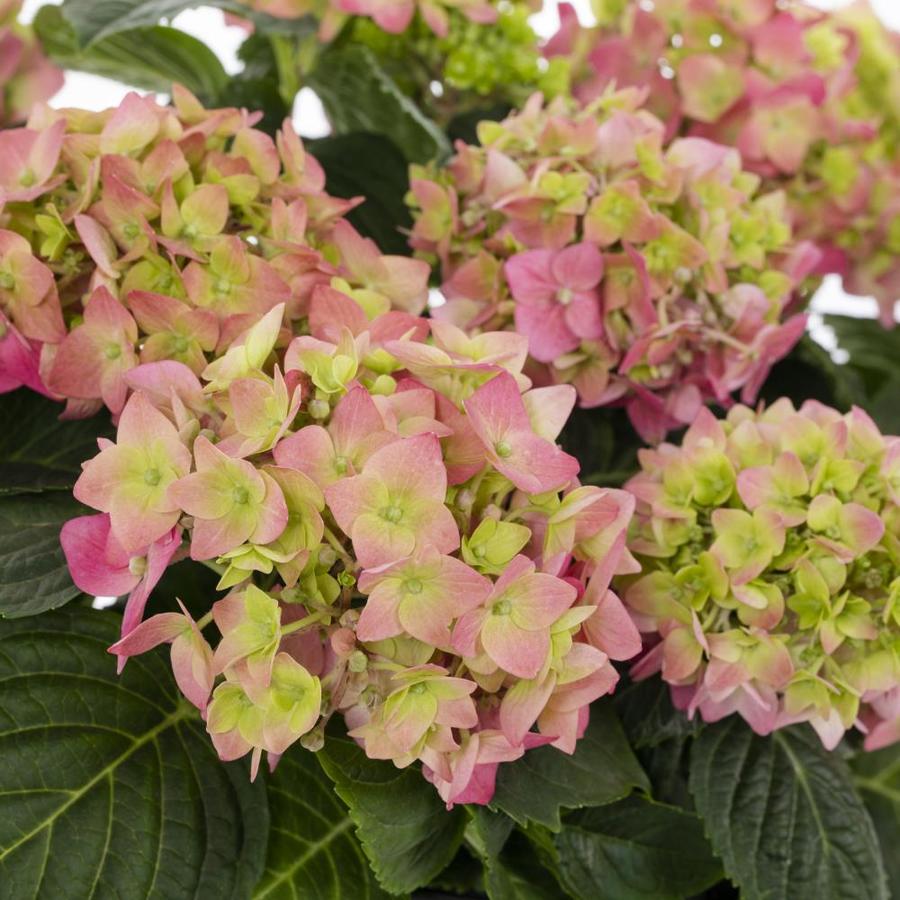 3-Quart Multicolor Hydrangea Flowering Shrub in Pot (L6357) in the ...