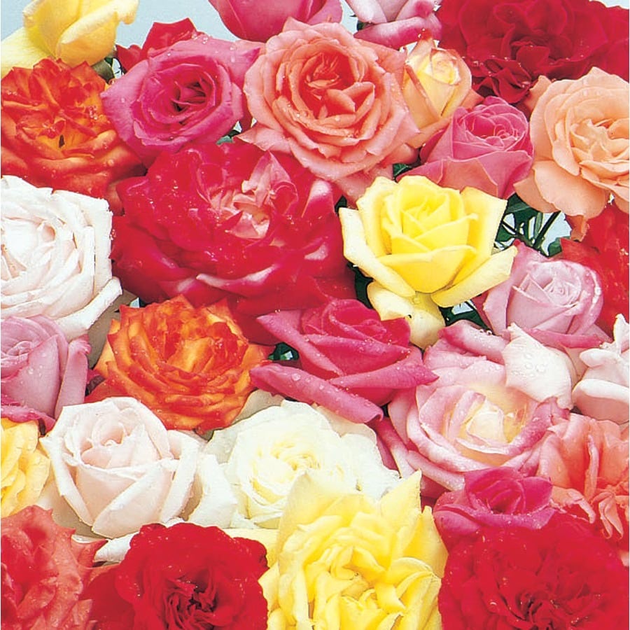 2.25-Gallon in Pot Multicolor Rose (L6023) at Lowes.com