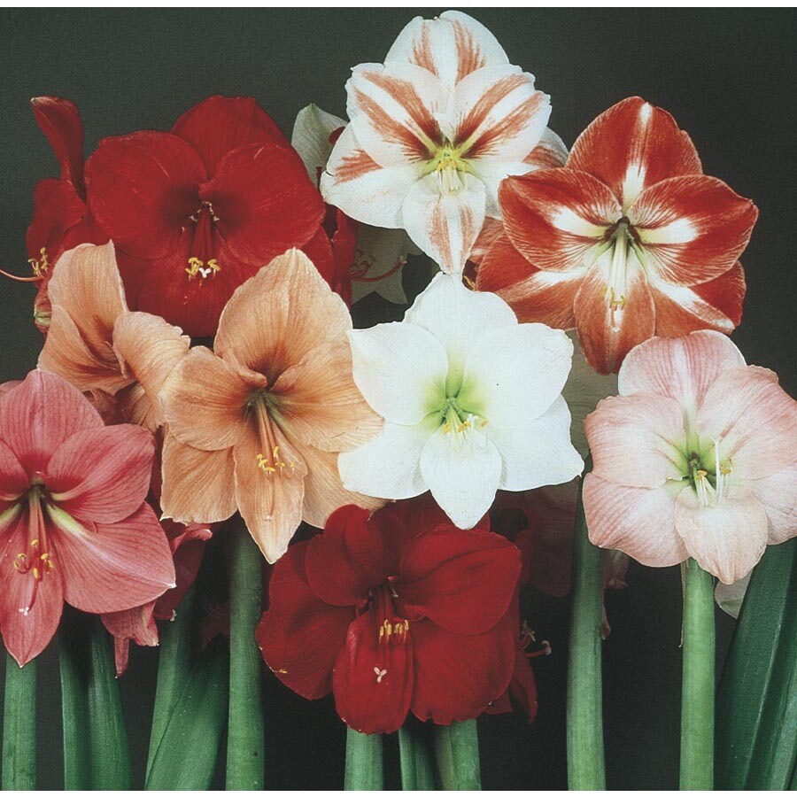 1.25-Quart Mixed Amaryllis in Plastic Pot (Lw00885hp) at Lowes.com