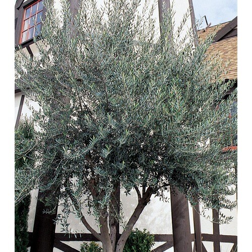 1-Gallon European Olive Feature Tree (L14921) in the Trees department ...