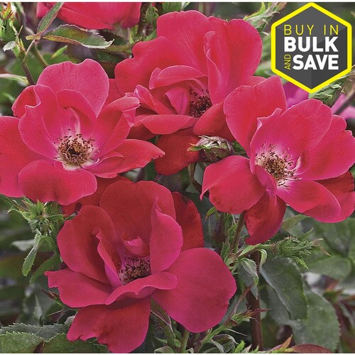 1-Gallon in Pot Red Knock Out Rose (L10923) at Lowes.com