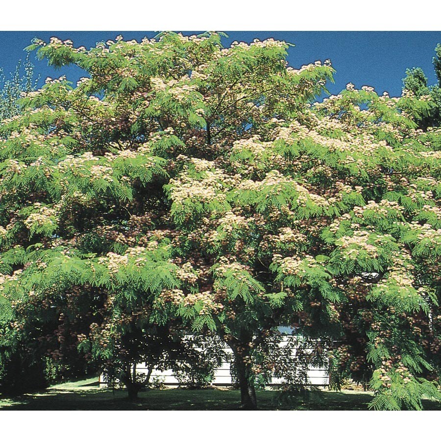 3.63-Gallon Pink Mimosa Flowering Tree in Pot (With Soil) (L1103) at ...