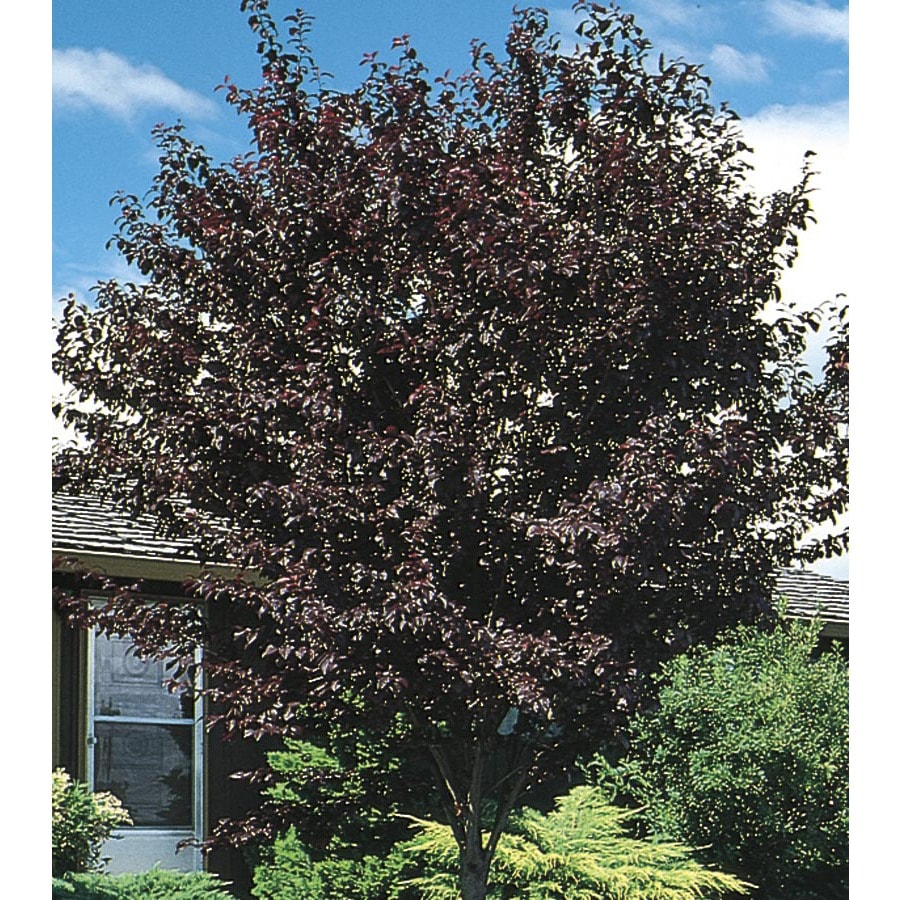 Thundercloud Flowering Plum Tree (L3215) in the Trees department at ...