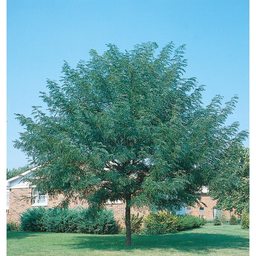 24.5-Gallon Shademaster Honeylocust Shade Tree (L1043) at Lowes.com