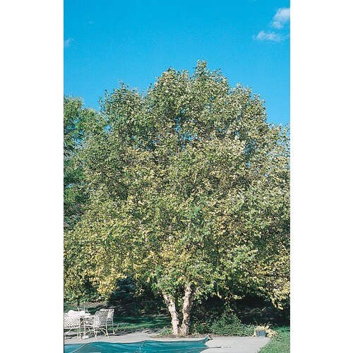 43.5-Gallon Clump River Birch Feature Tree in Pot (With Soil) (L1131 ...