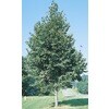 24.5-Gallon Yellow Redmond Linden Shade Tree in Pot (With Soil) (L1076 ...