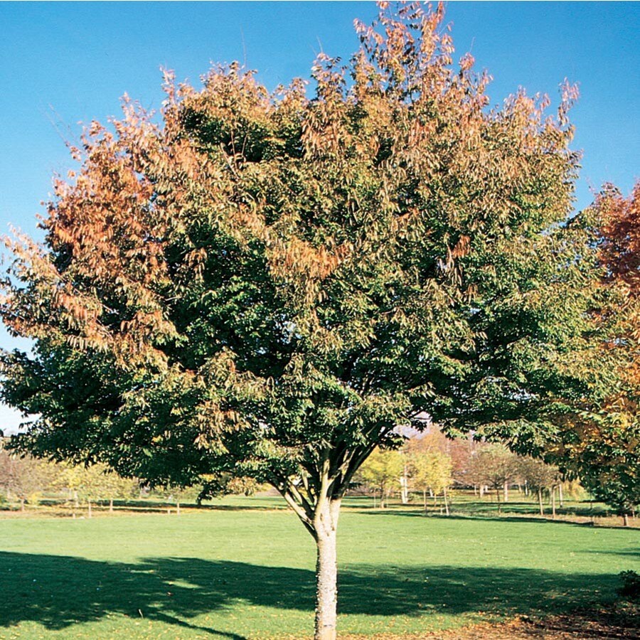 24.5-Gallon Village Green Zelkova Shade Tree (L14486) at Lowes.com