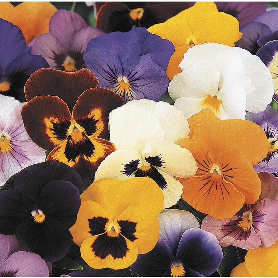1-Quart Multicolor Pansy in Pot (L5048) at Lowes.com
