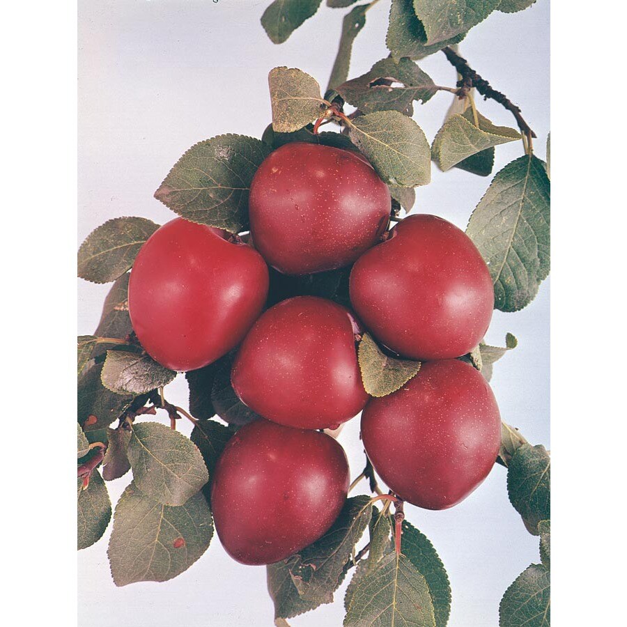 3.25-Gallon Morris Plum Tree (L3857) at Lowes.com