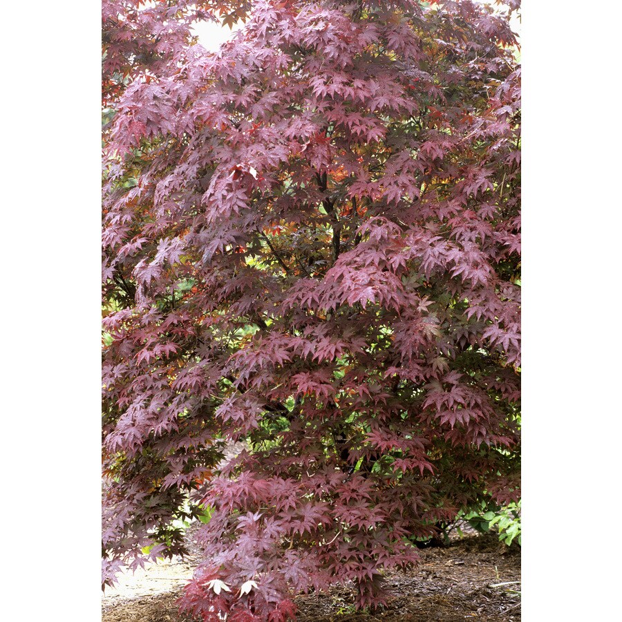1.5-Gallon Red Red Japanese Maple Feature Tree in Pot (L3165) in the ...