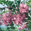 8.75-Gallon Purple Robe Locust Flowering Tree (Lw01513) at Lowes.com
