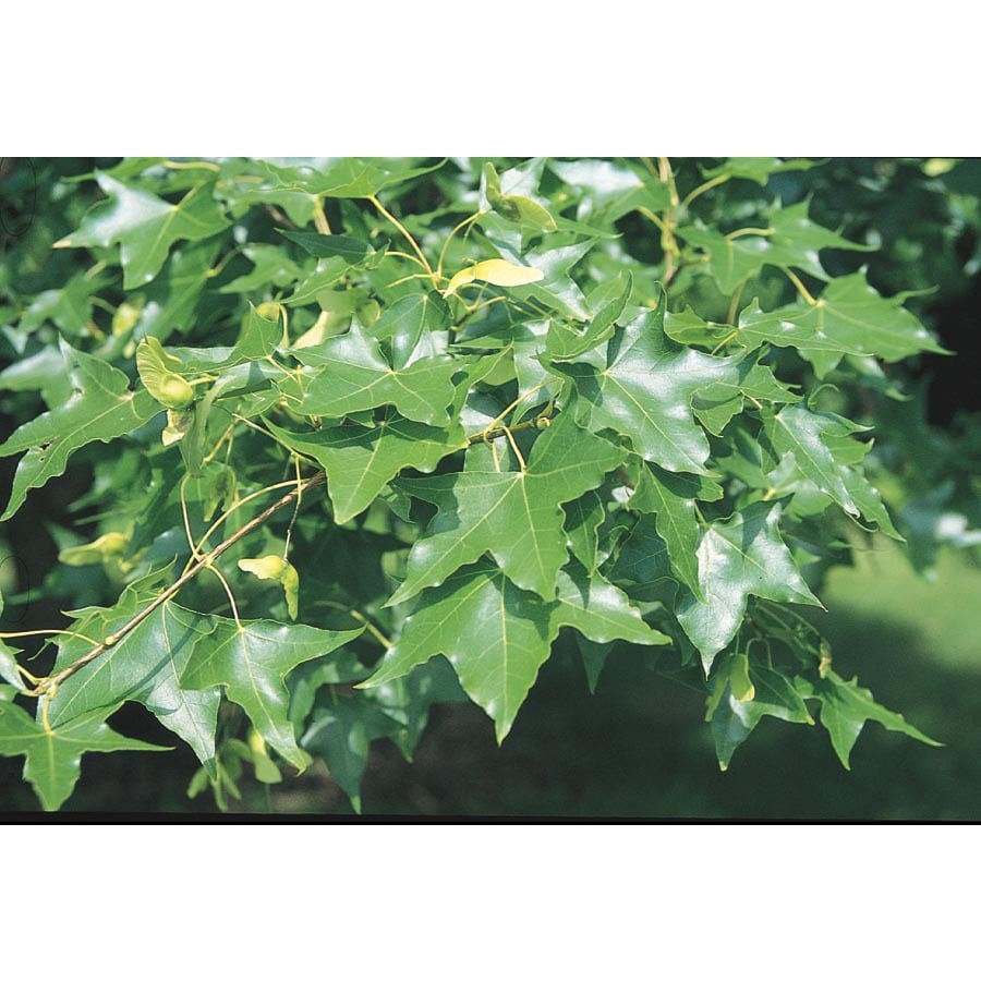 3.25-Gallon Shantung Maple Shade Tree in Pot (With Soil) (L6789) at ...